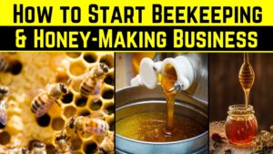 Sustainable Beekeeping and Honey Production Business Plan - DayoHub